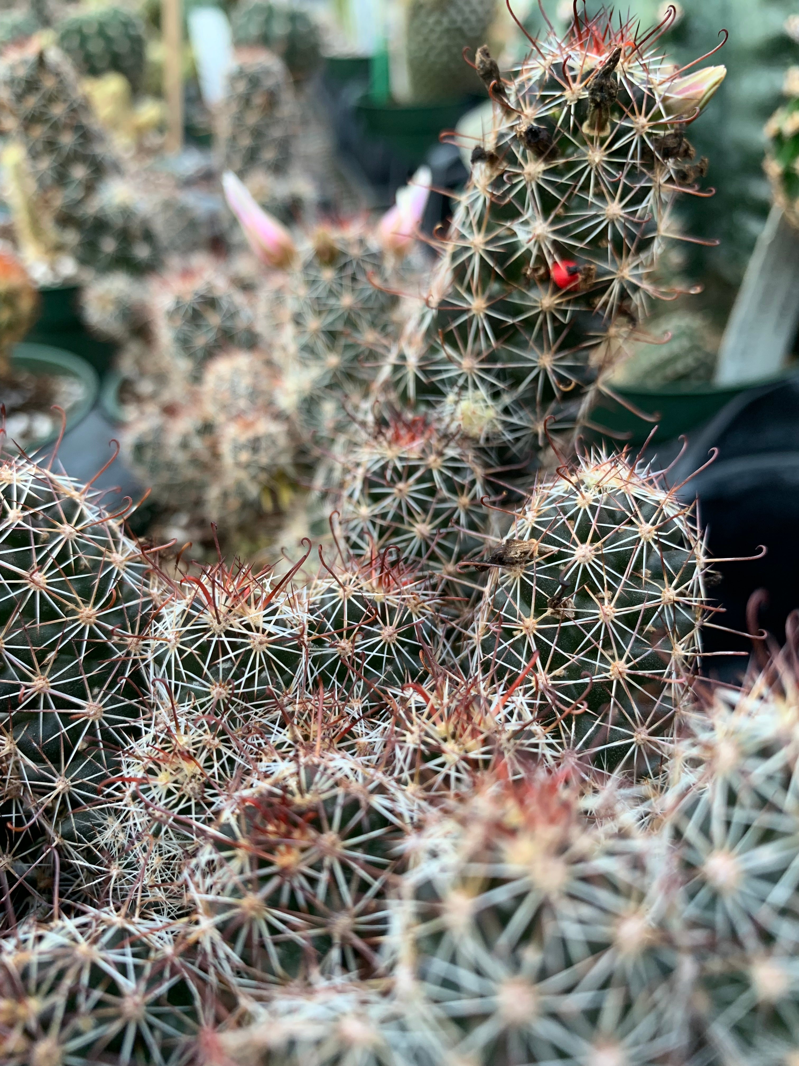 Cacti – Shop MSU Gardens