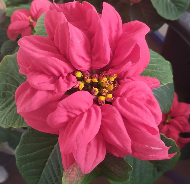 6" Poinsettia 'Winter Rose' – Shop MSU Gardens